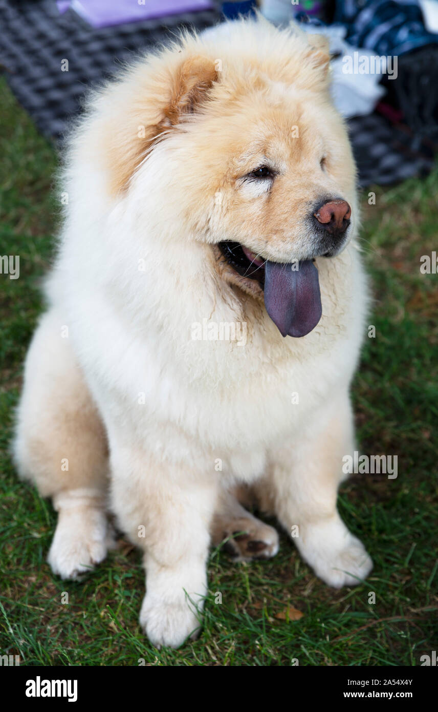 close up on chow chow dog and the blue tongue Stock Photo - Alamy