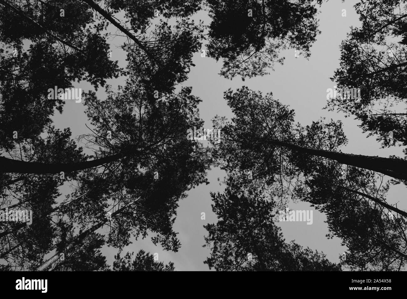Bottom view of the pine trees against the clear sky, black and white ...