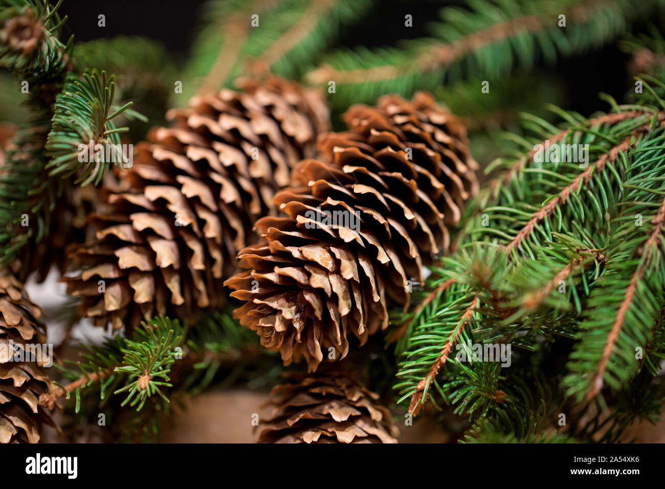 Big abies cones hi-res stock photography and images - Alamy