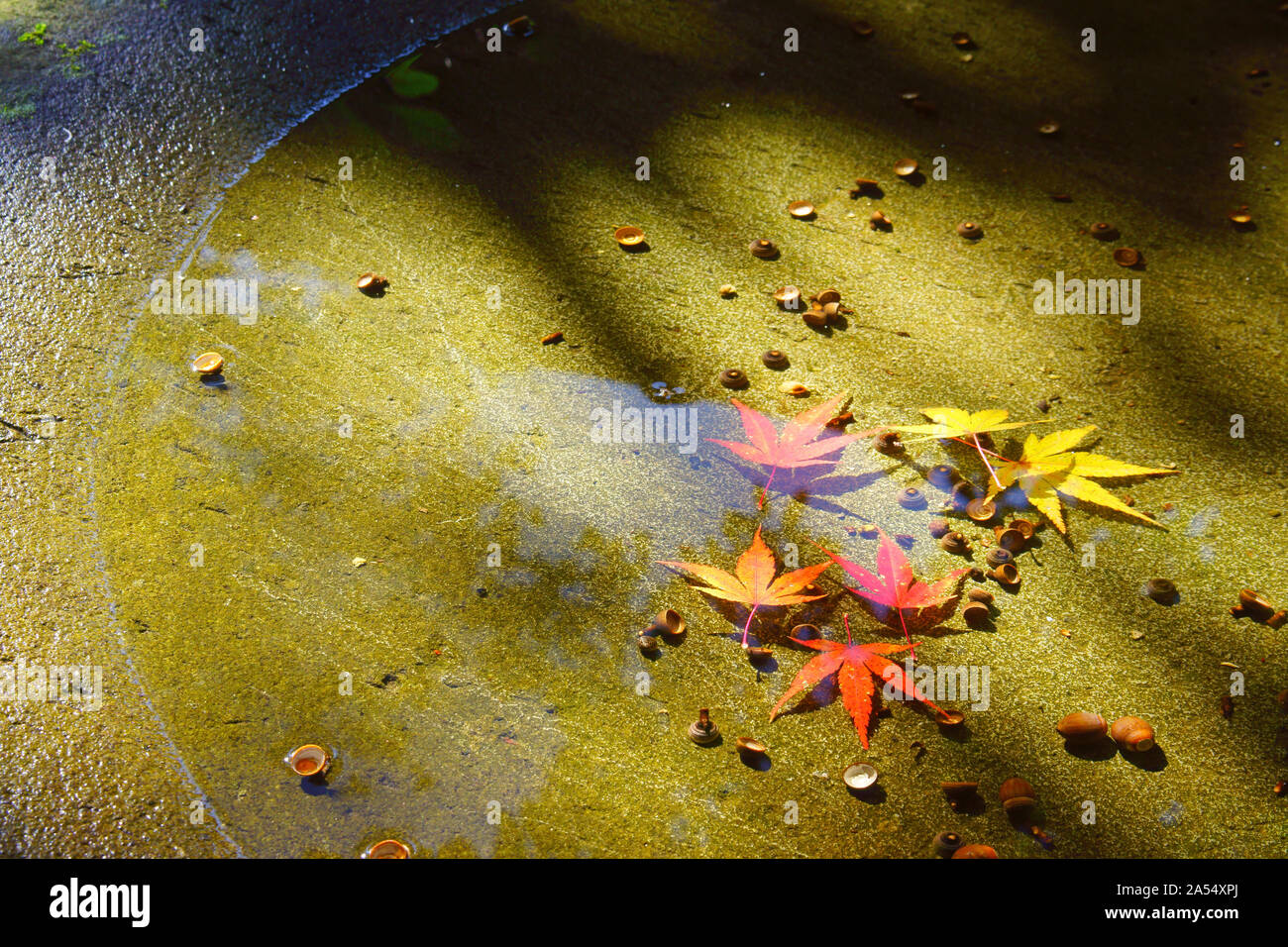 Japanese hand washing bowl Stock Photo - Alamy