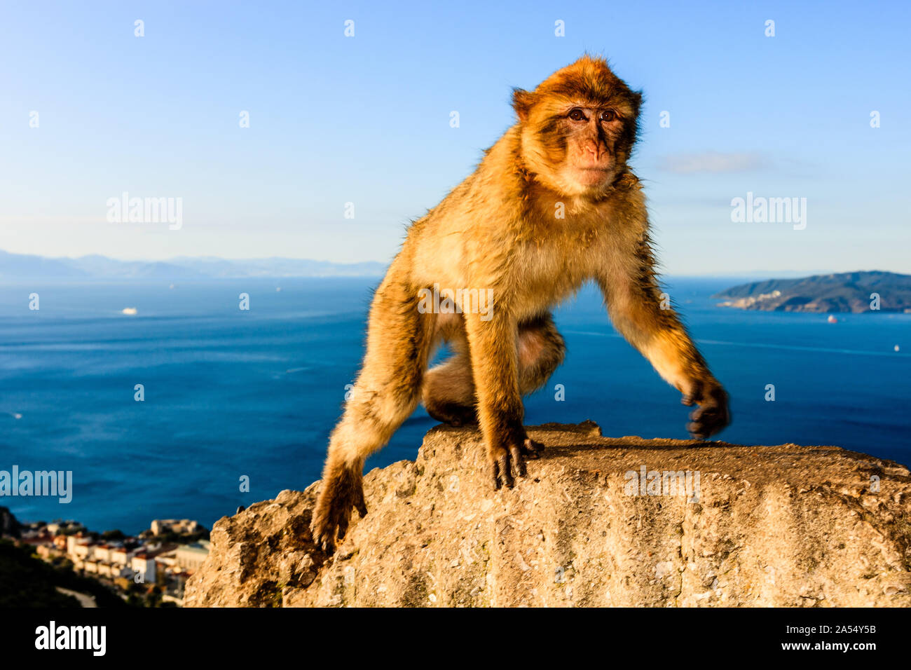 Macaque monkey on the top of the Rock of Gibraltar, UK Stock Photo - Alamy