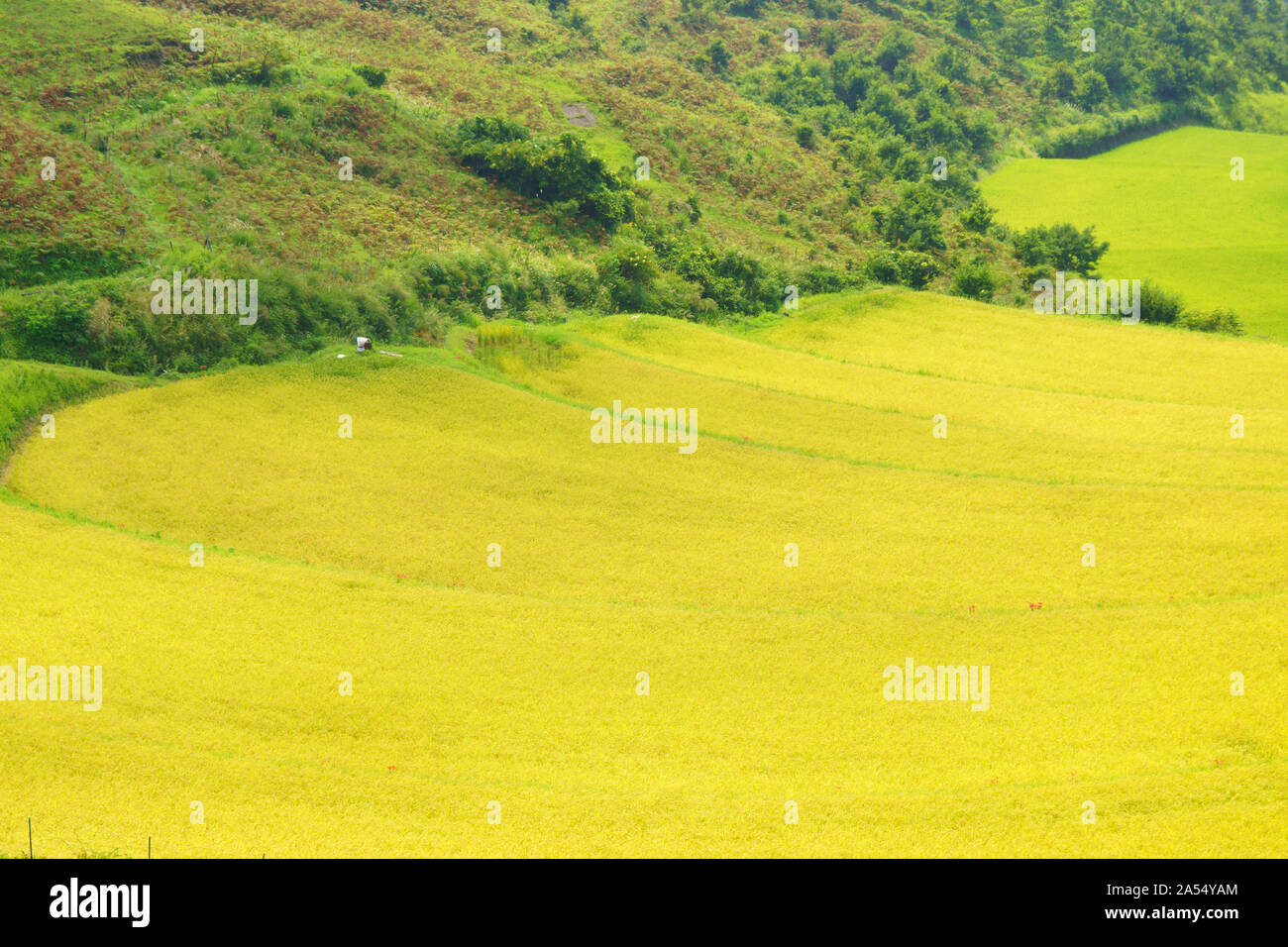 Terraced paddy field hi-res stock photography and images - Alamy