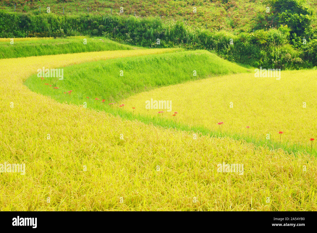 Terraced paddy field hi-res stock photography and images - Alamy