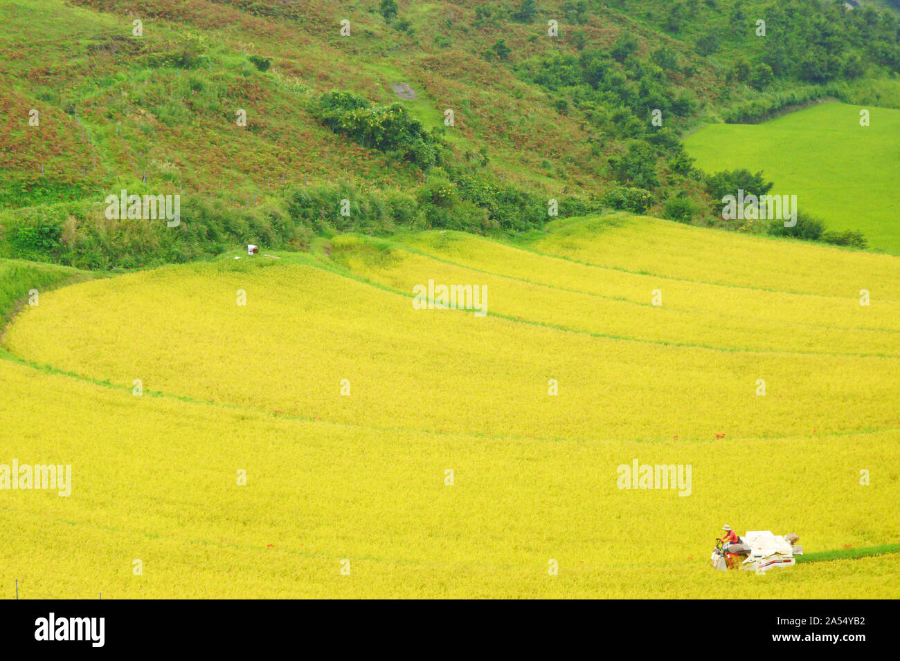 Paddy field kyushu hi-res stock photography and images - Alamy
