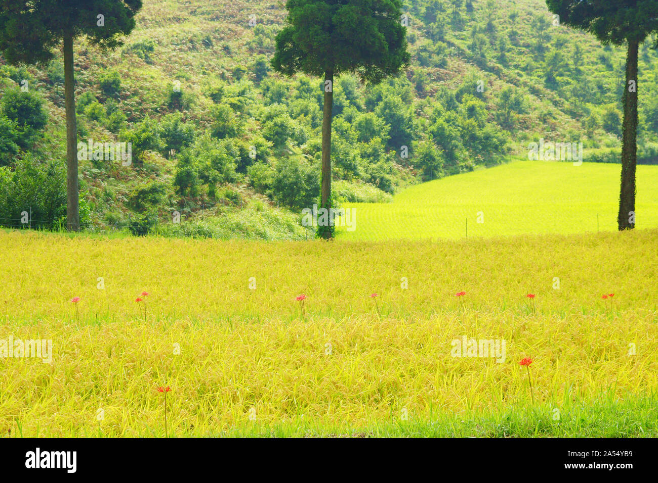 Terraced paddy field hi-res stock photography and images - Alamy