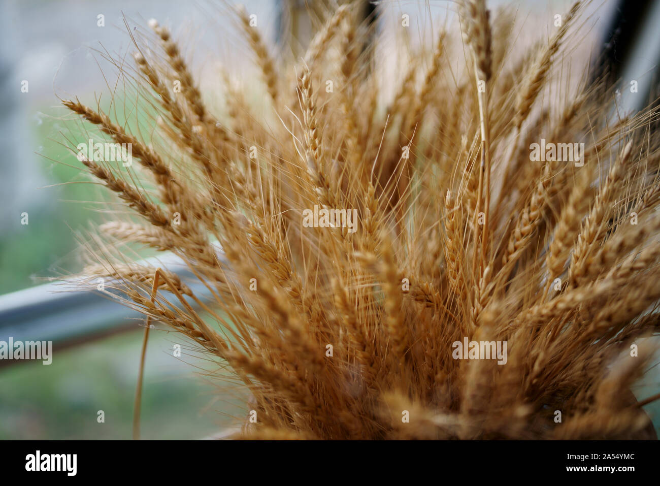 Dry flower of wheat Stock Photo - Alamy