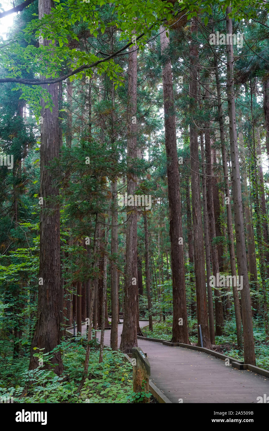 Woods of Japanese cedar Stock Photo - Alamy