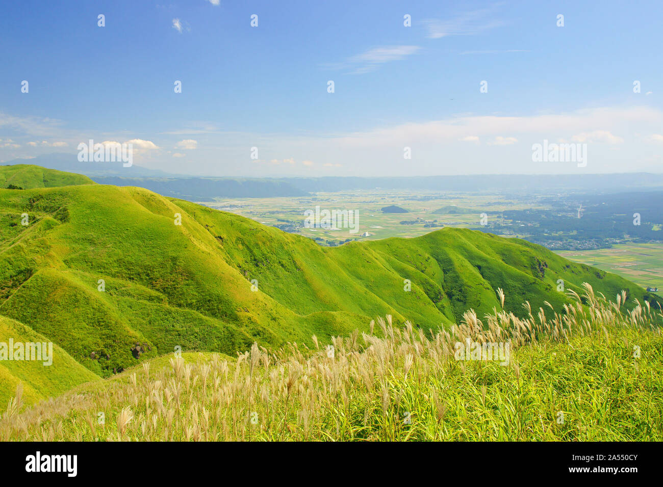 Field of Japanese Grass (Miscanthus Sinensis Stock Photo - Alamy