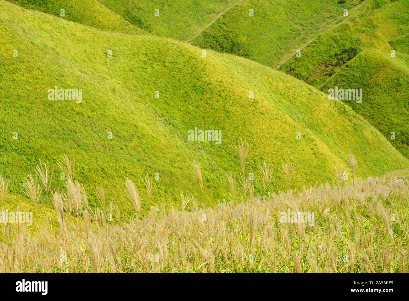 Field of Japanese Grass (Miscanthus Sinensis Stock Photo - Alamy