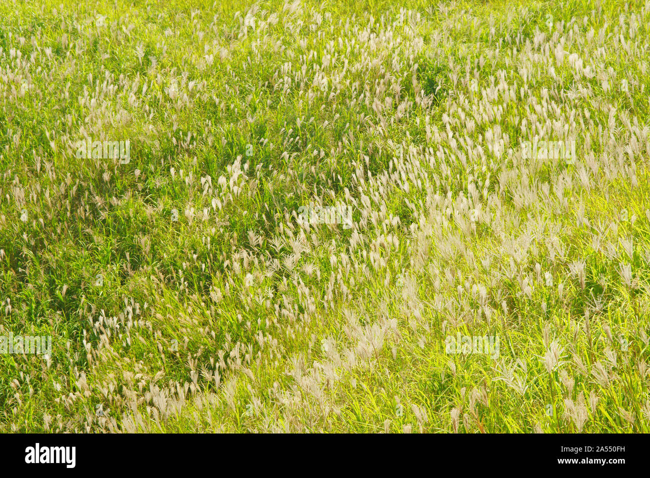 Field of Japanese Grass (Miscanthus Sinensis Stock Photo - Alamy