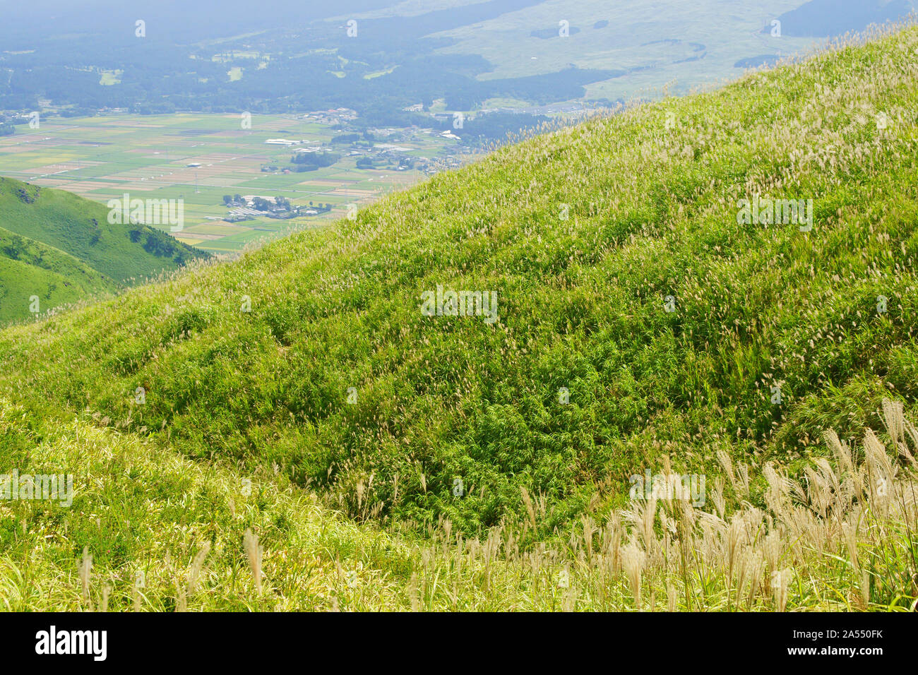 Field of Japanese Grass (Miscanthus Sinensis Stock Photo - Alamy