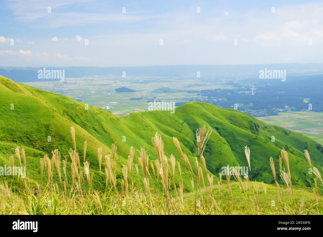 Field of Japanese Grass (Miscanthus Sinensis Stock Photo - Alamy