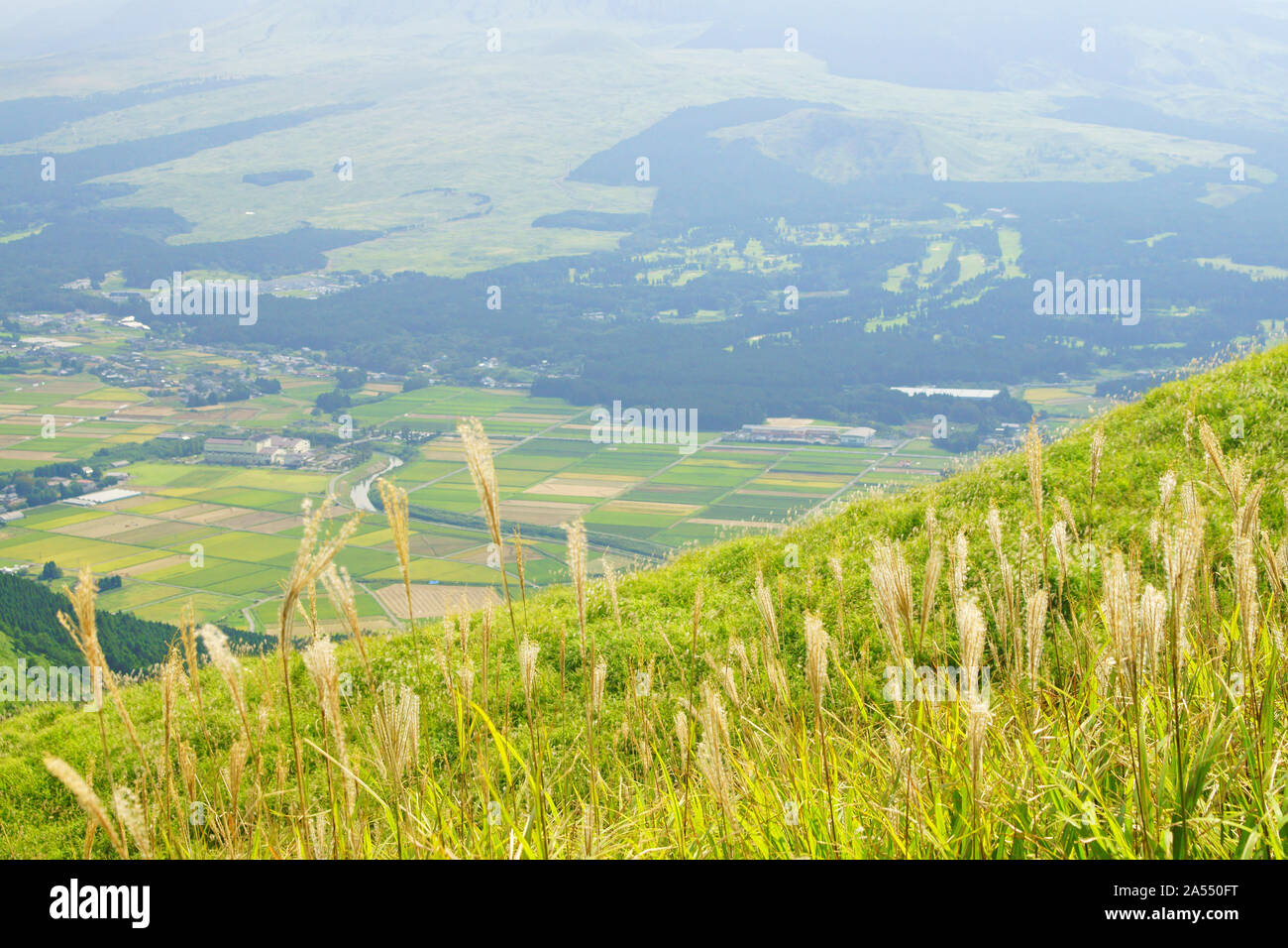 Field of Japanese Grass (Miscanthus Sinensis Stock Photo - Alamy