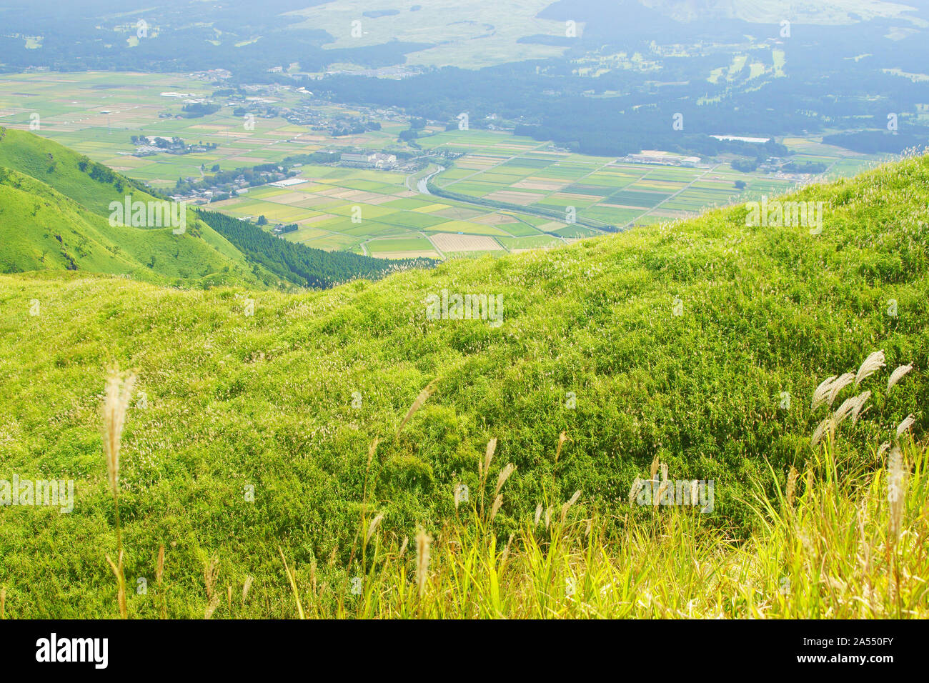 Field of Japanese Grass (Miscanthus Sinensis Stock Photo - Alamy