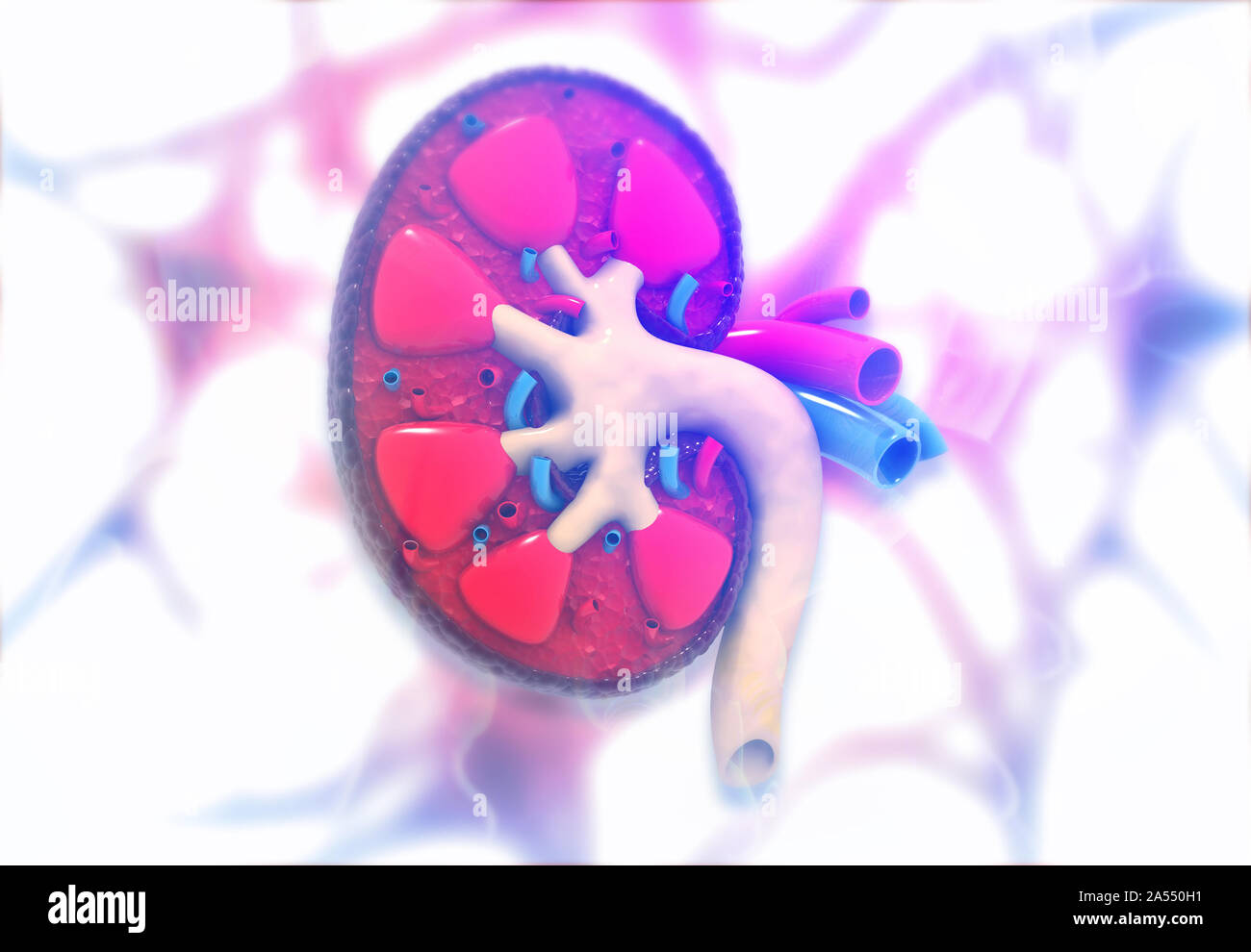 Human kidney anatomy on medical background. 3d illustration Stock Photo ...