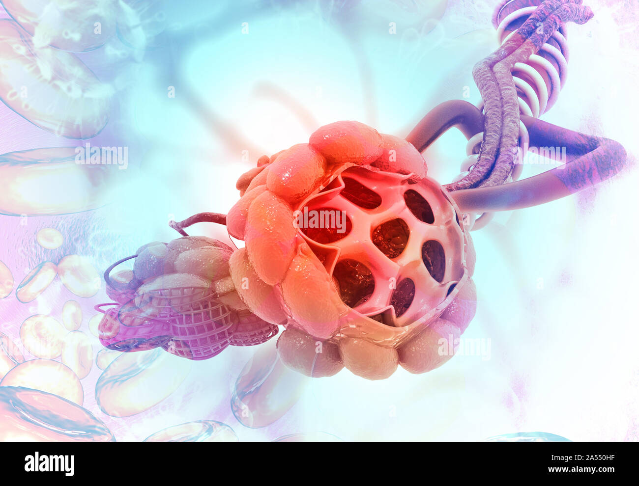 Alveoli of lungs hi-res stock photography and images - Alamy