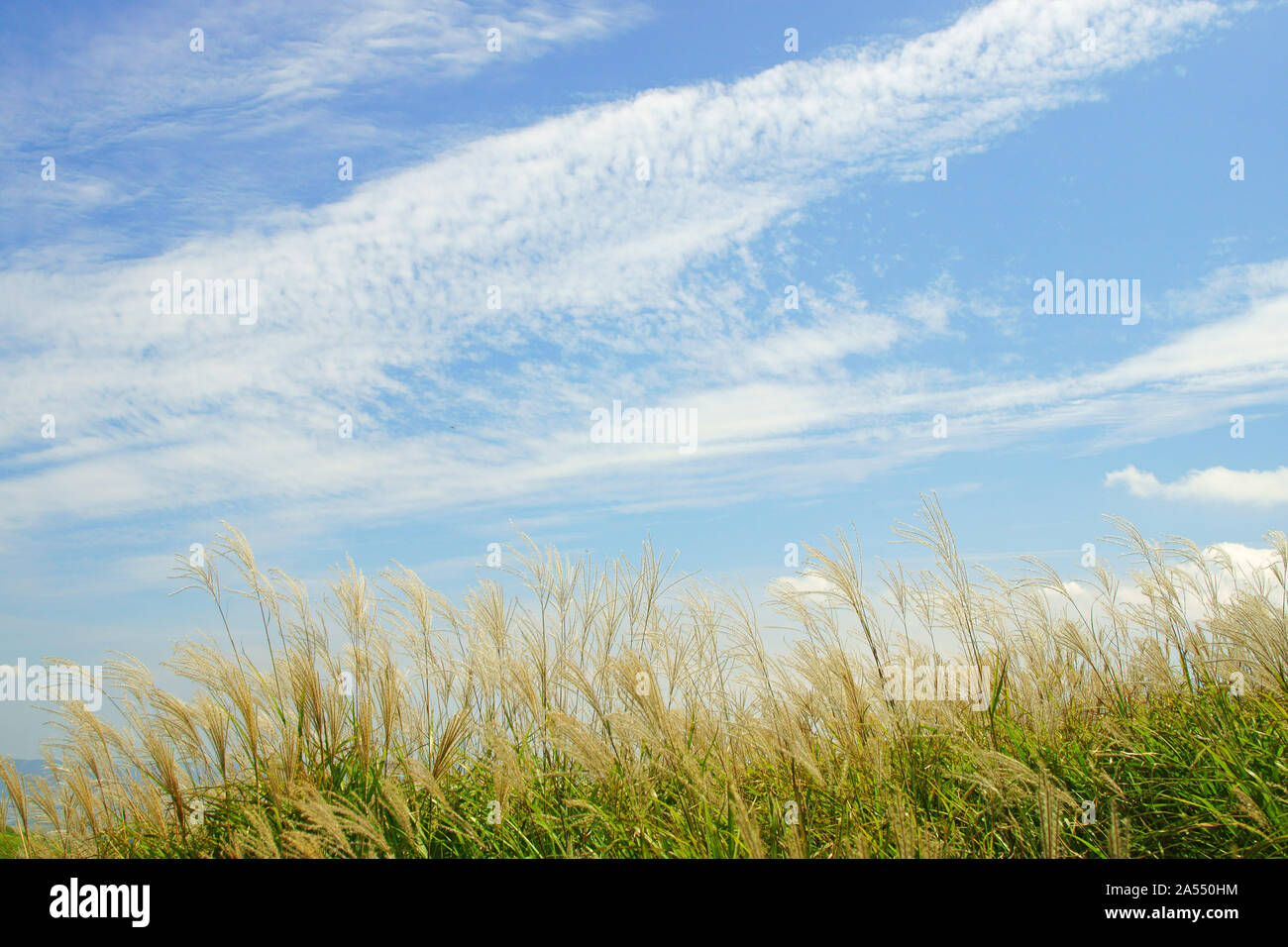 Field of Japanese Grass (Miscanthus Sinensis Stock Photo - Alamy