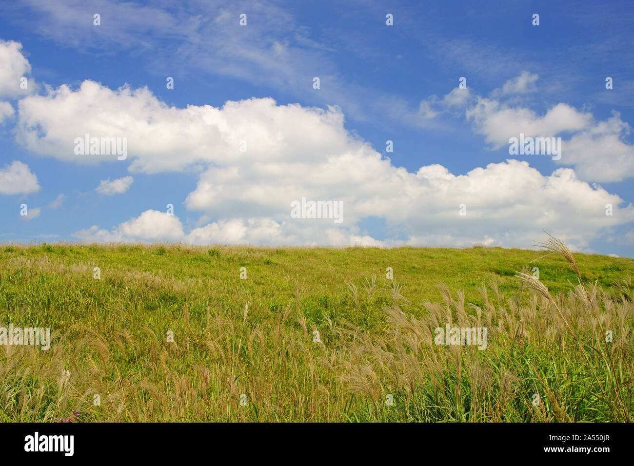 Field of Japanese Grass (Miscanthus Sinensis Stock Photo - Alamy