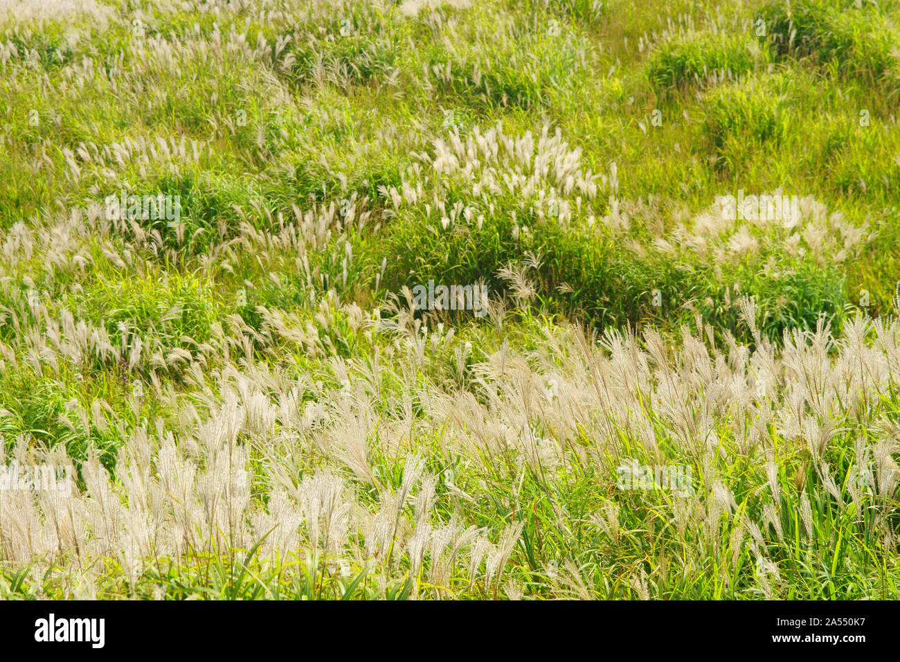 Field of Japanese Grass (Miscanthus Sinensis Stock Photo - Alamy