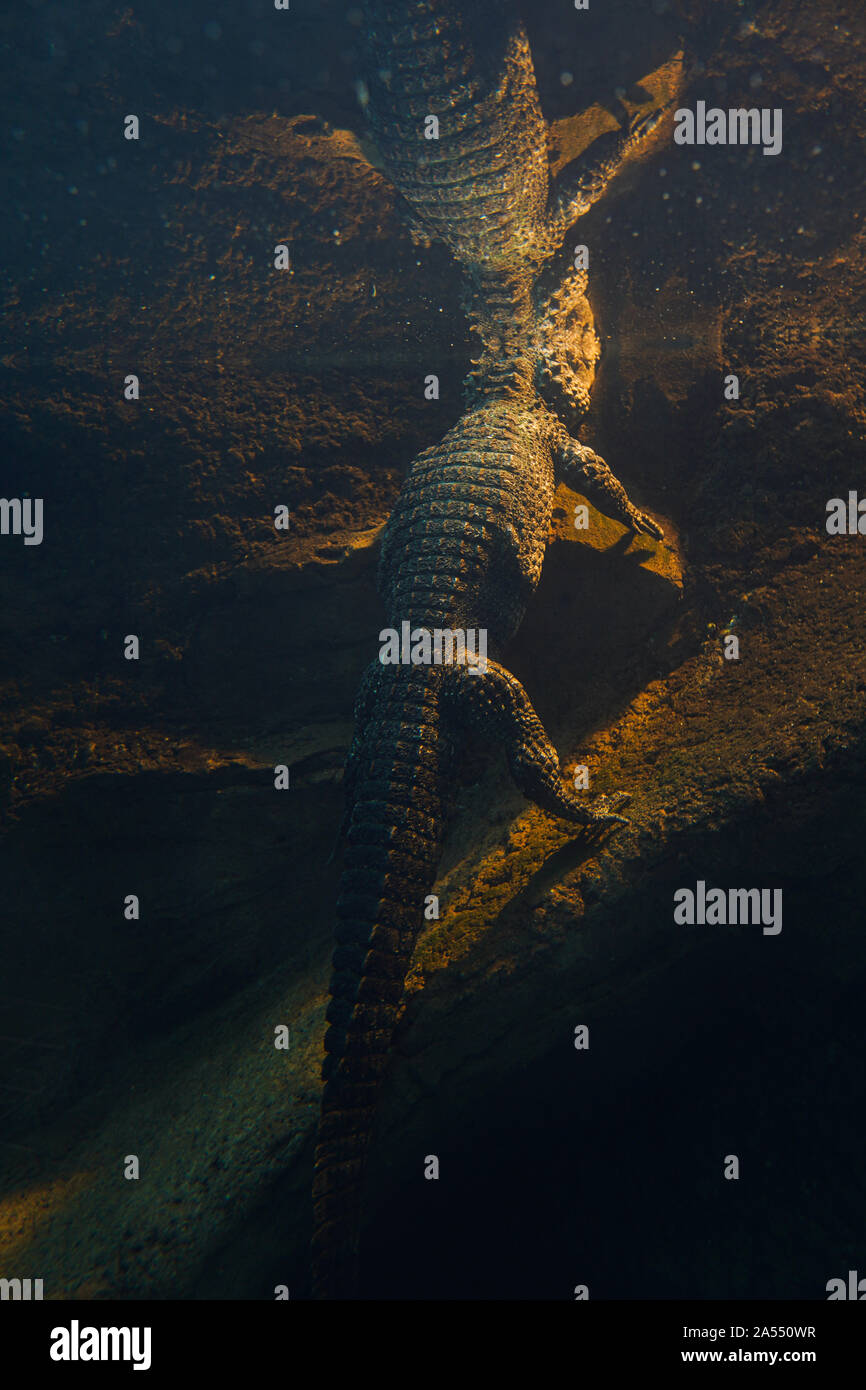 Crocodile rear hi-res stock photography and images - Alamy