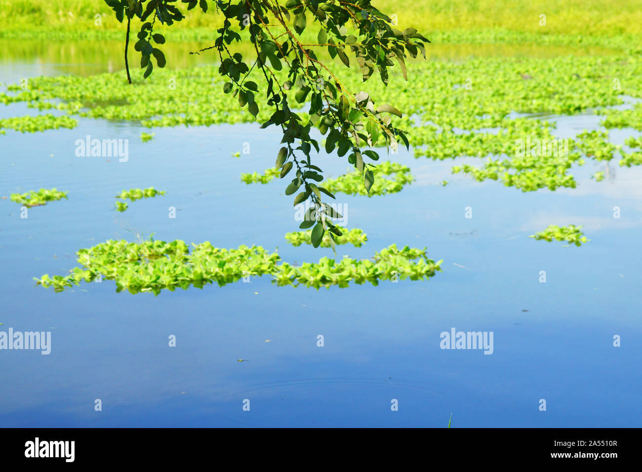 Suizenji Ezuko Park, Kumamoto Prefecture, Japan Stock Photo - Alamy