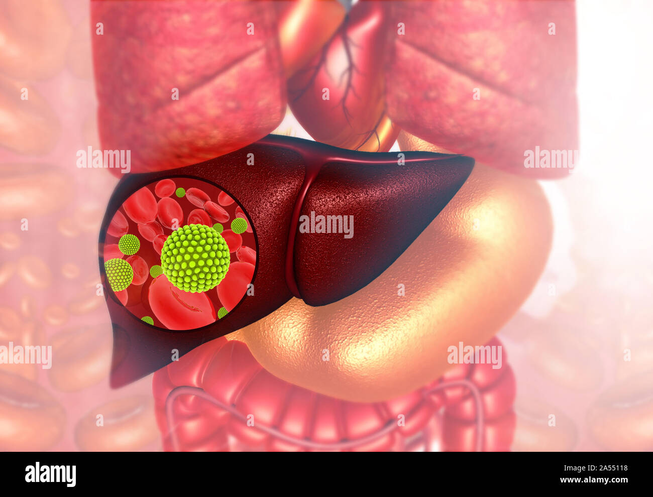 virus infected human liver. 3d illustration Stock Photo - Alamy