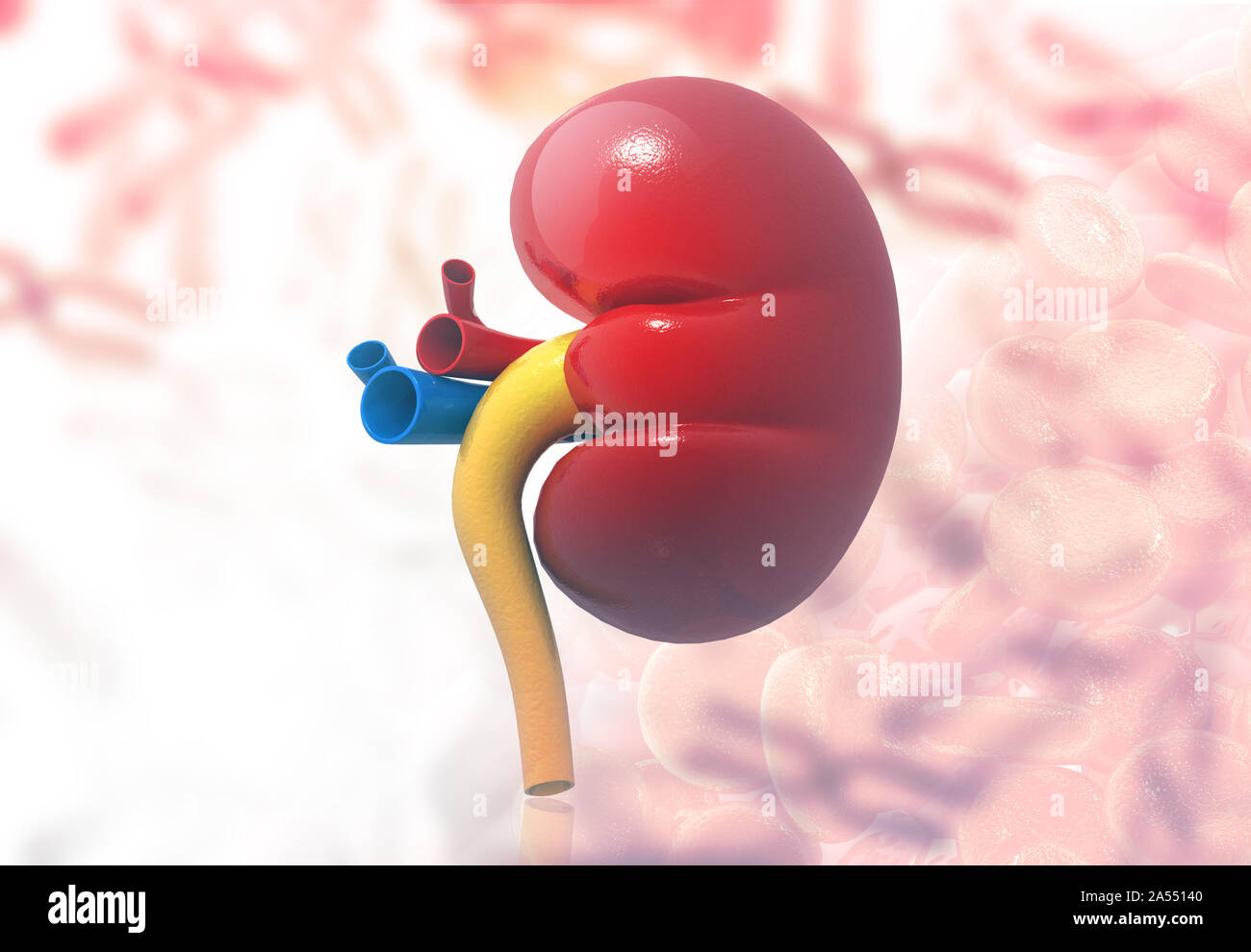 Human kidney anatomy. 3d render Stock Photo - Alamy