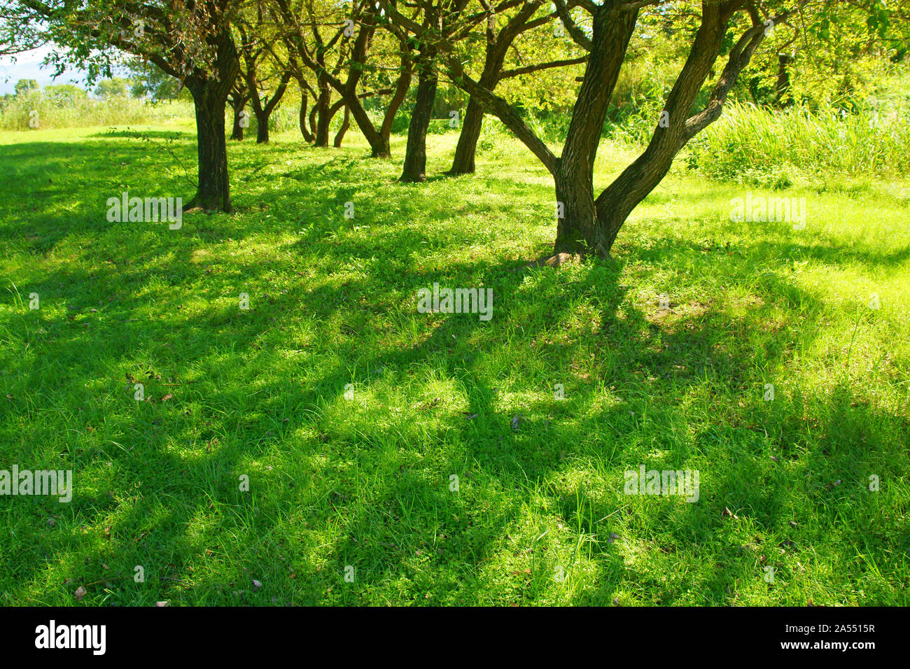 Suizenji Ezuko Park, Kumamoto Prefecture, Japan Stock Photo - Alamy