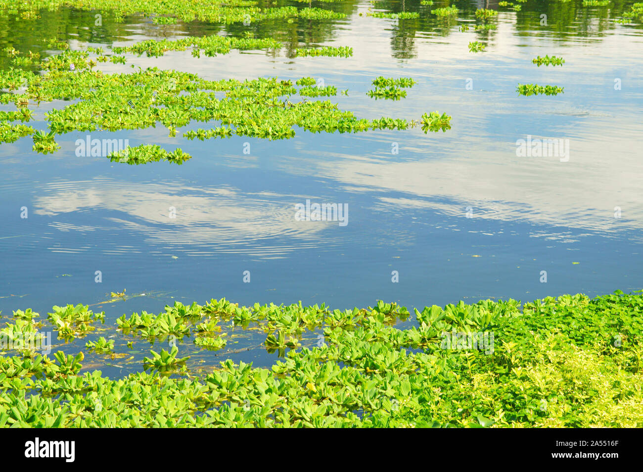 Suizenji Ezuko Park, Kumamoto Prefecture, Japan Stock Photo - Alamy