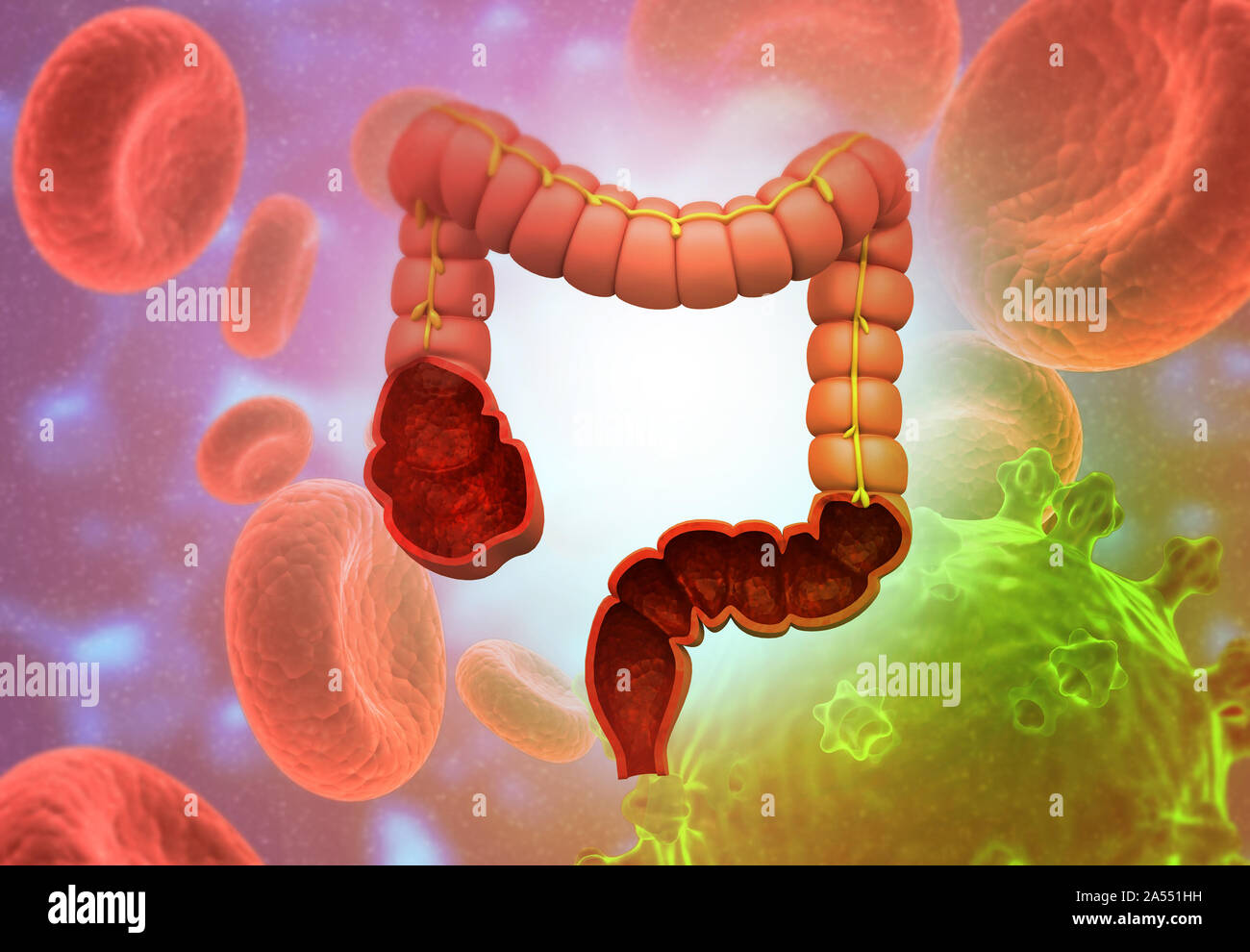 Large intestine anatomy on science background. 3d render Stock Photo ...