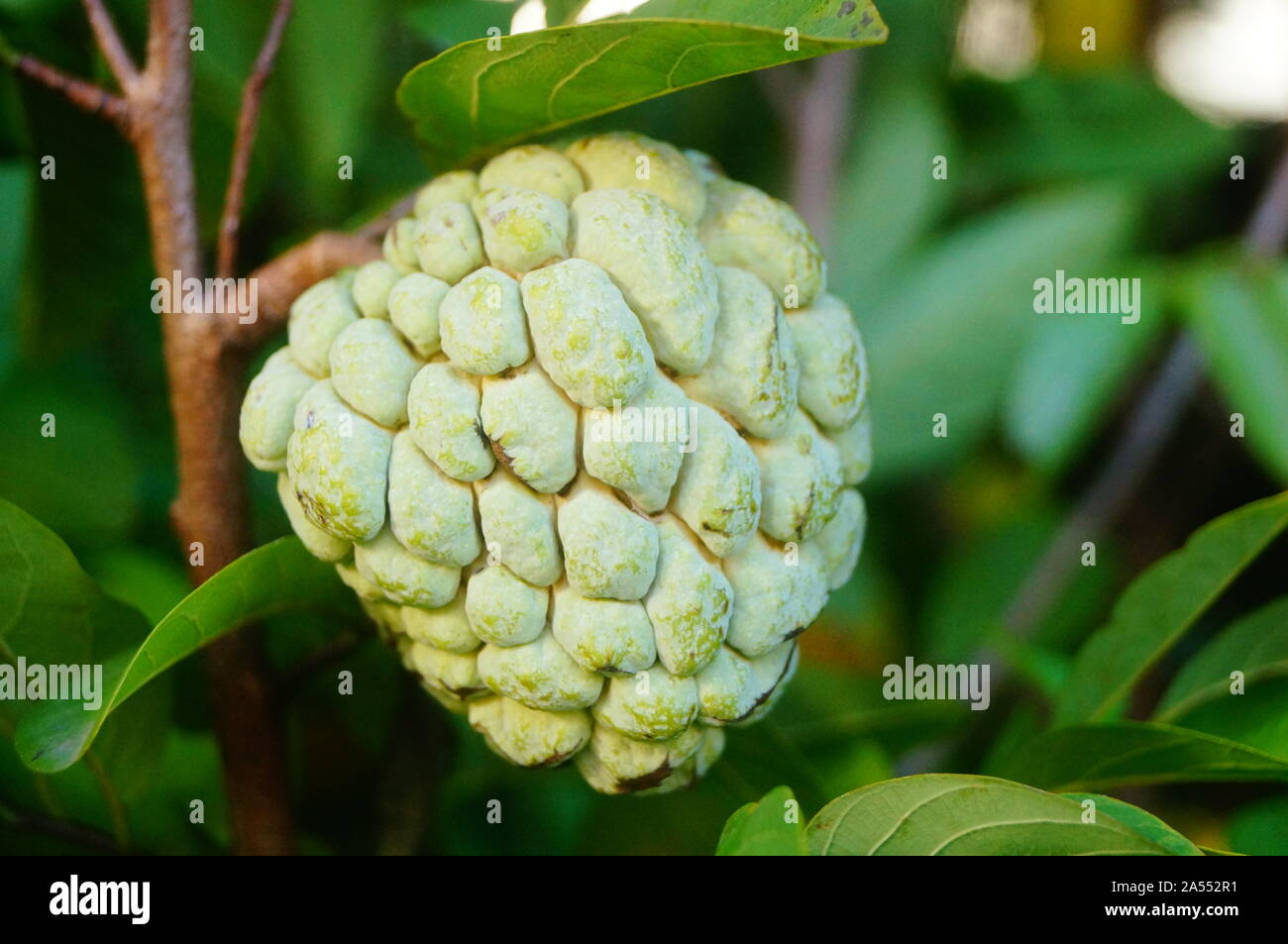 Cherimoya fruit grows on fruit trees Stock Photo - Alamy