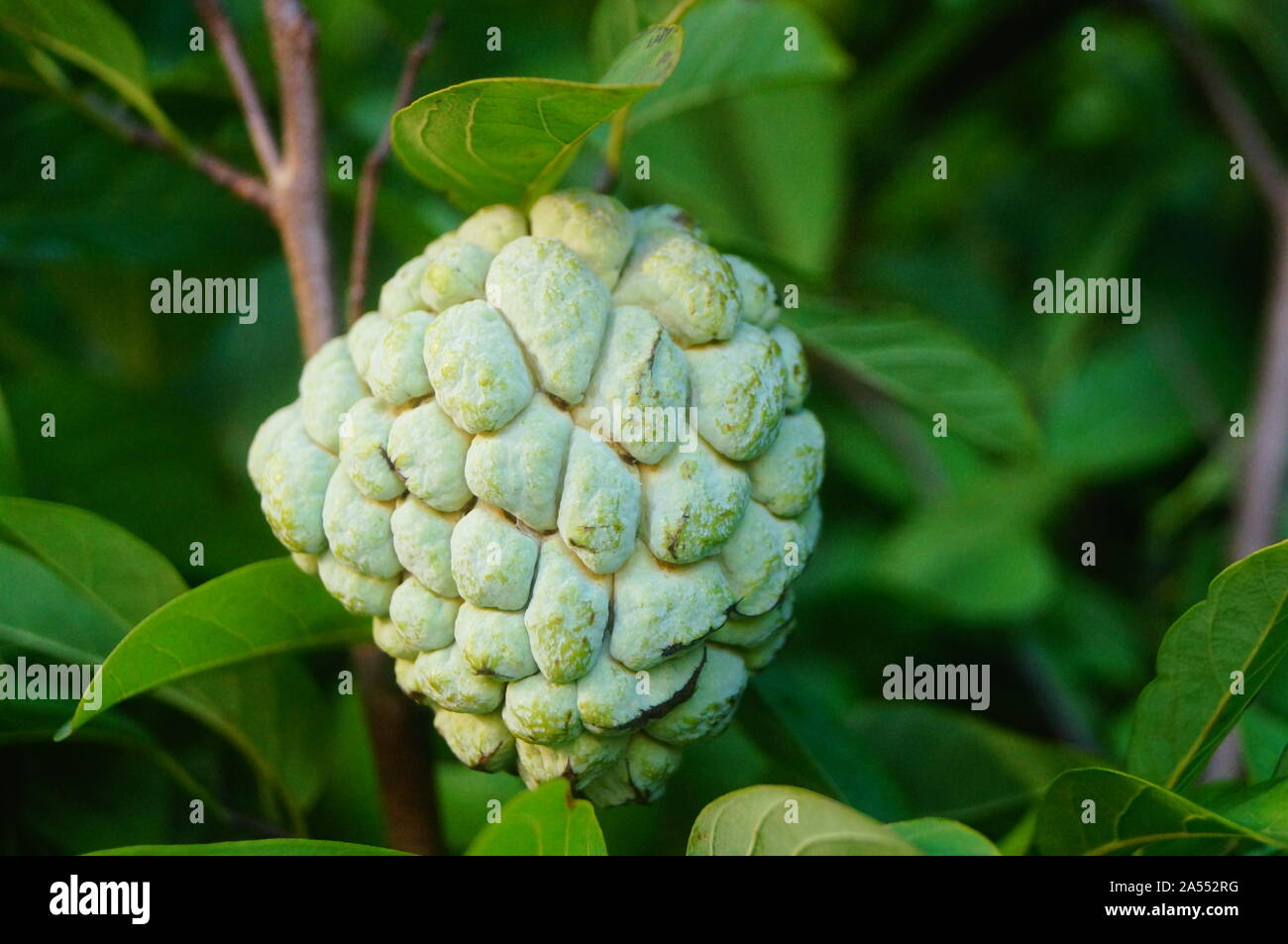 Cherimoya fruit grows on fruit trees Stock Photo - Alamy