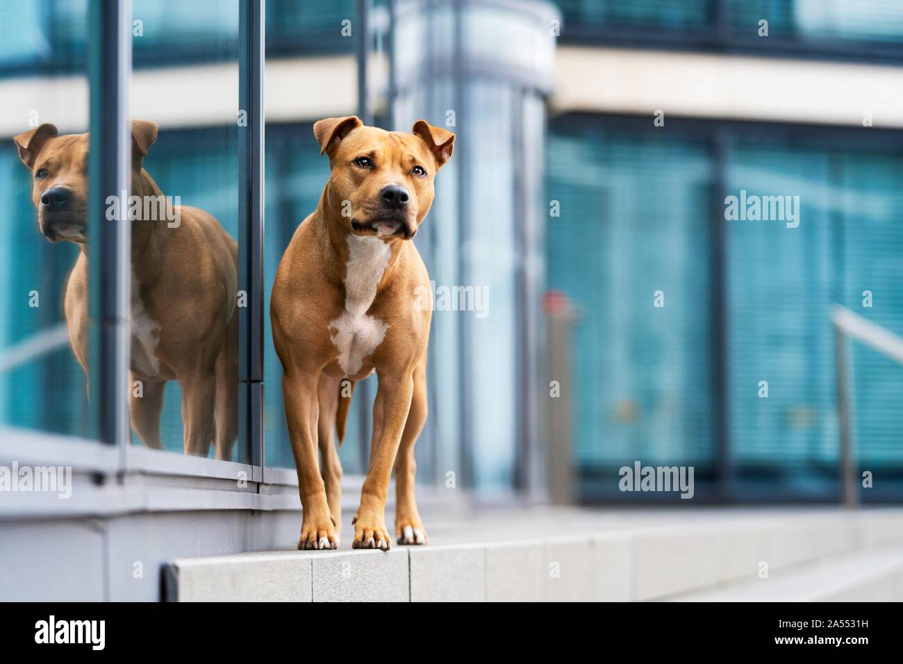 Two pit bulls hi-res stock photography and images - Alamy