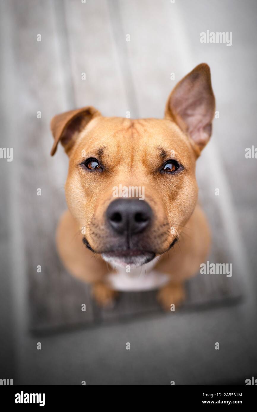 Two pit bull hi-res stock photography and images - Alamy