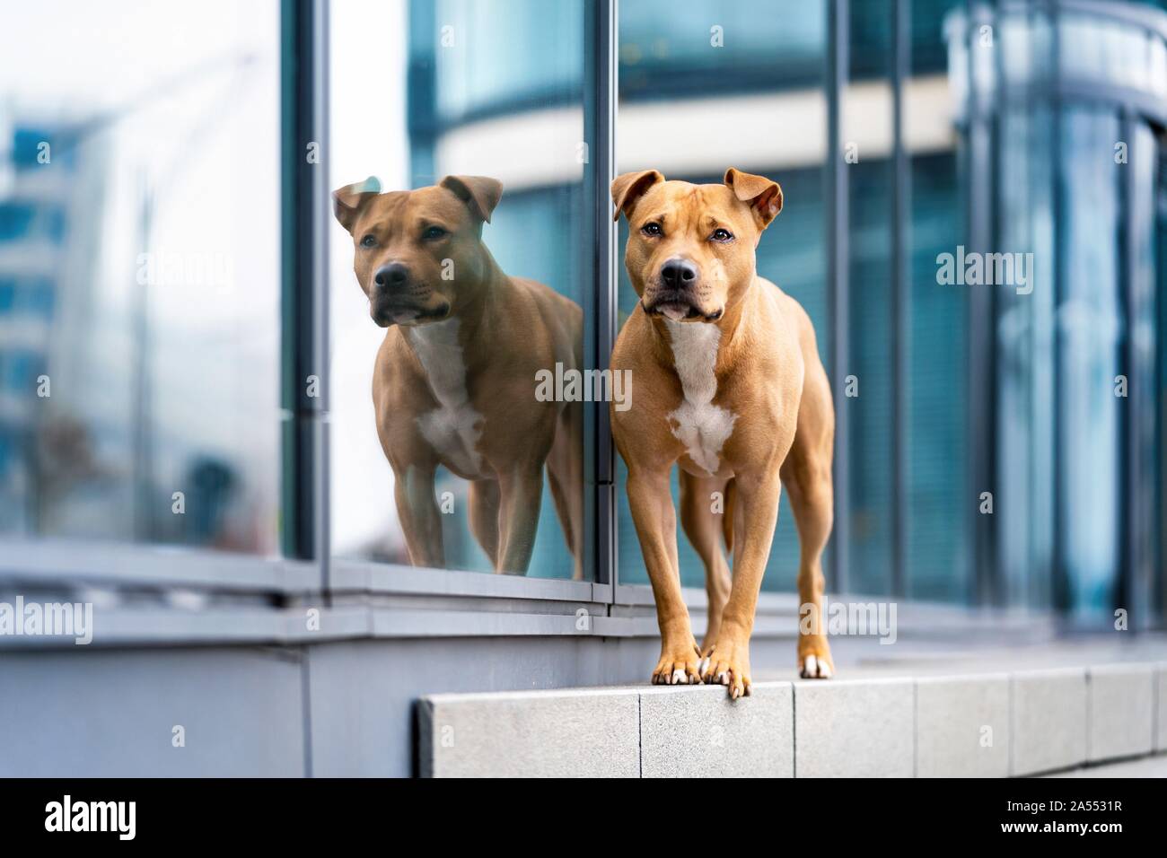 standing American Pit Bull Terrier Stock Photo - Alamy