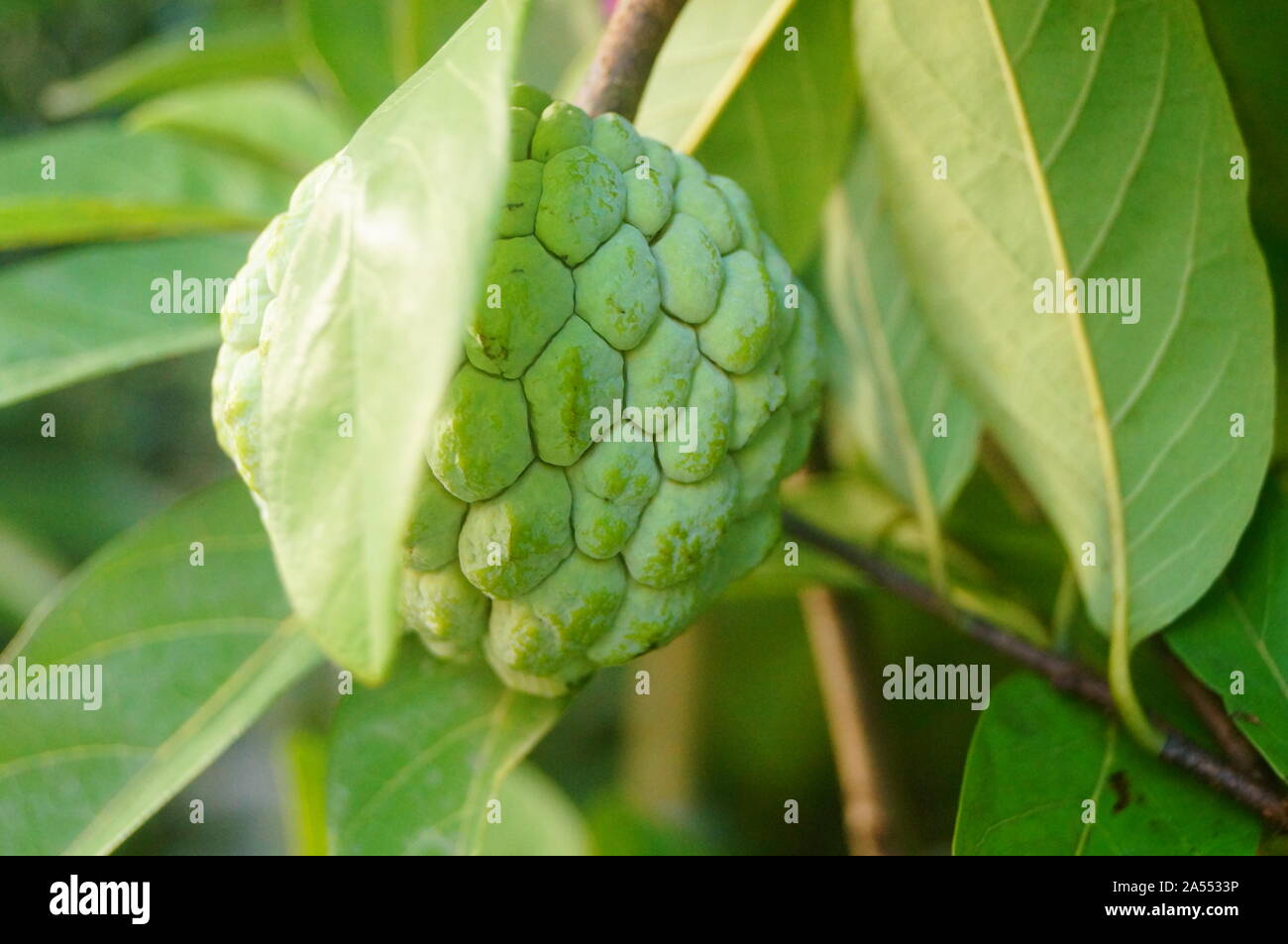 Cherimoya fruit grows on fruit trees Stock Photo - Alamy