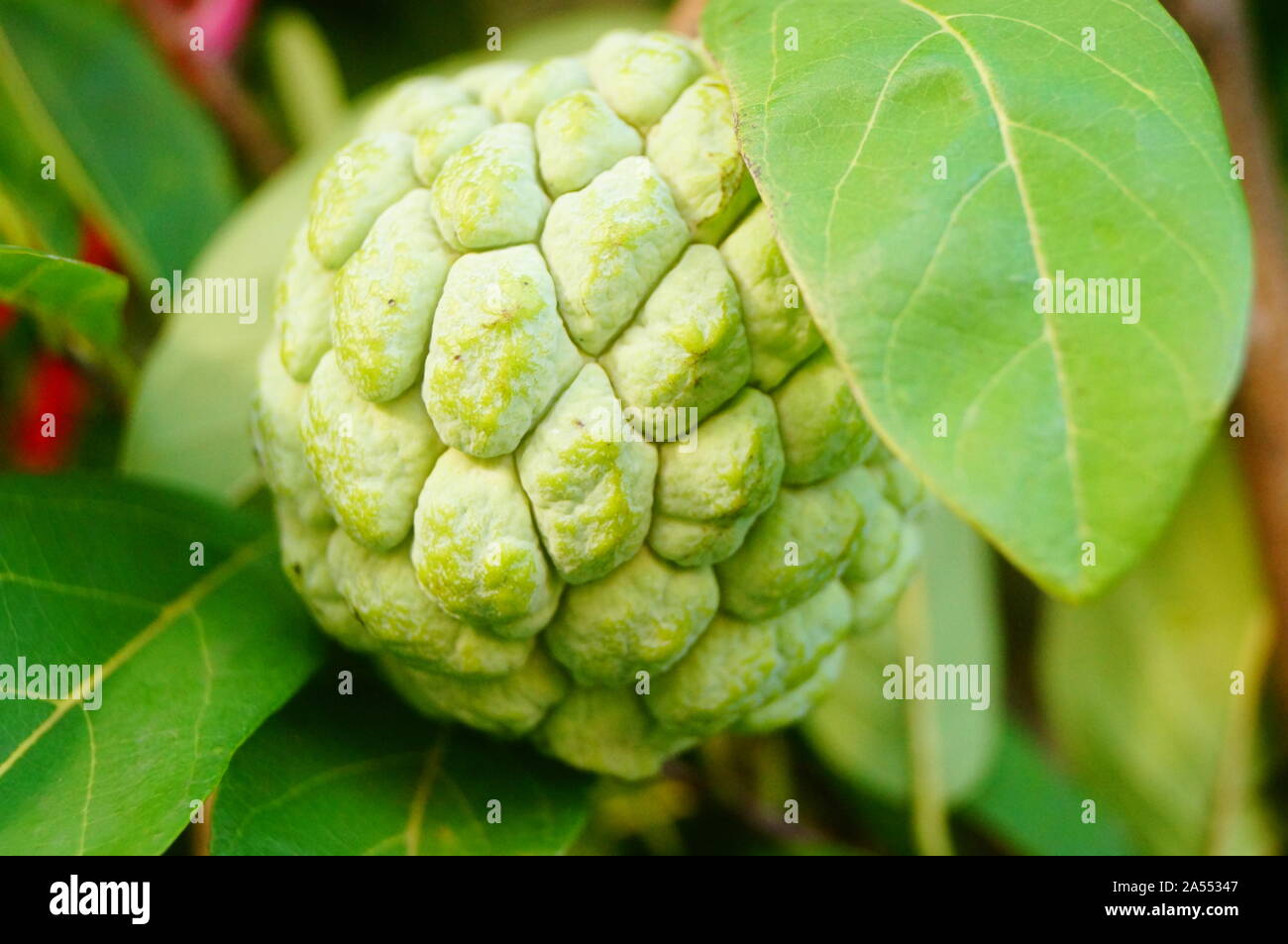 Cherimoya fruit grows on fruit trees Stock Photo - Alamy