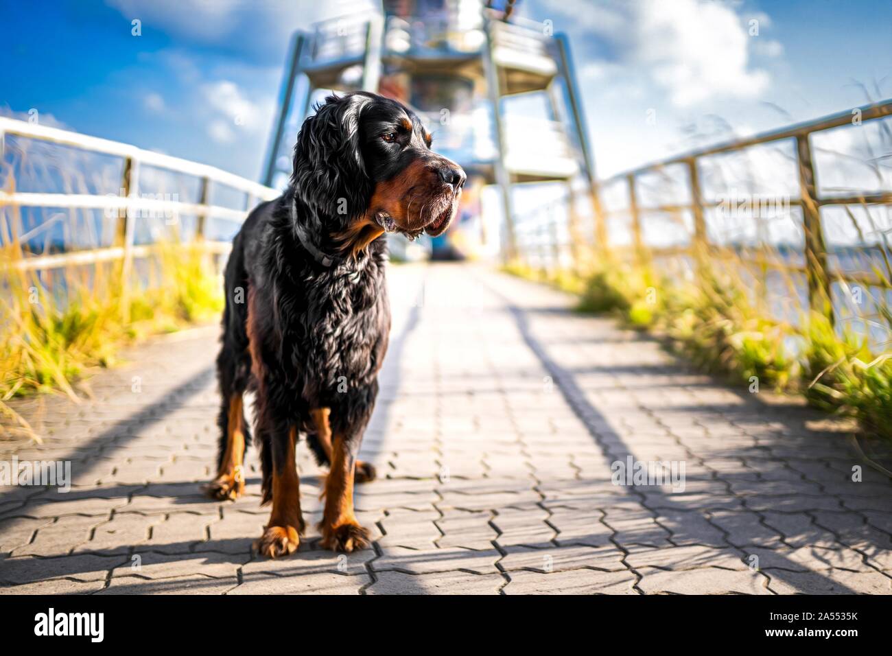 Gordon standing hi-res stock photography and images - Alamy