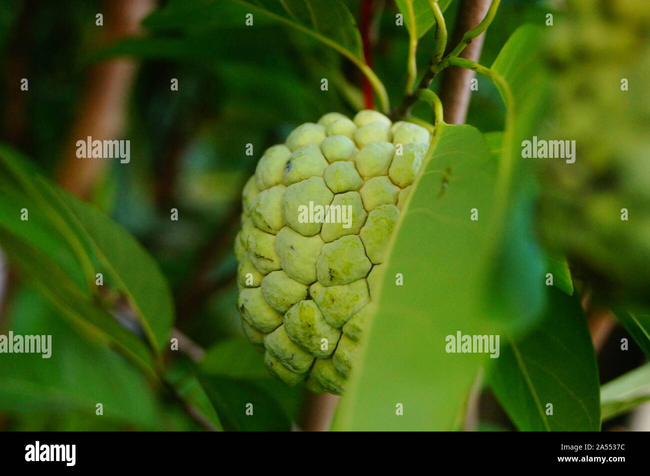 Cherimoya fruit grows on fruit trees Stock Photo - Alamy