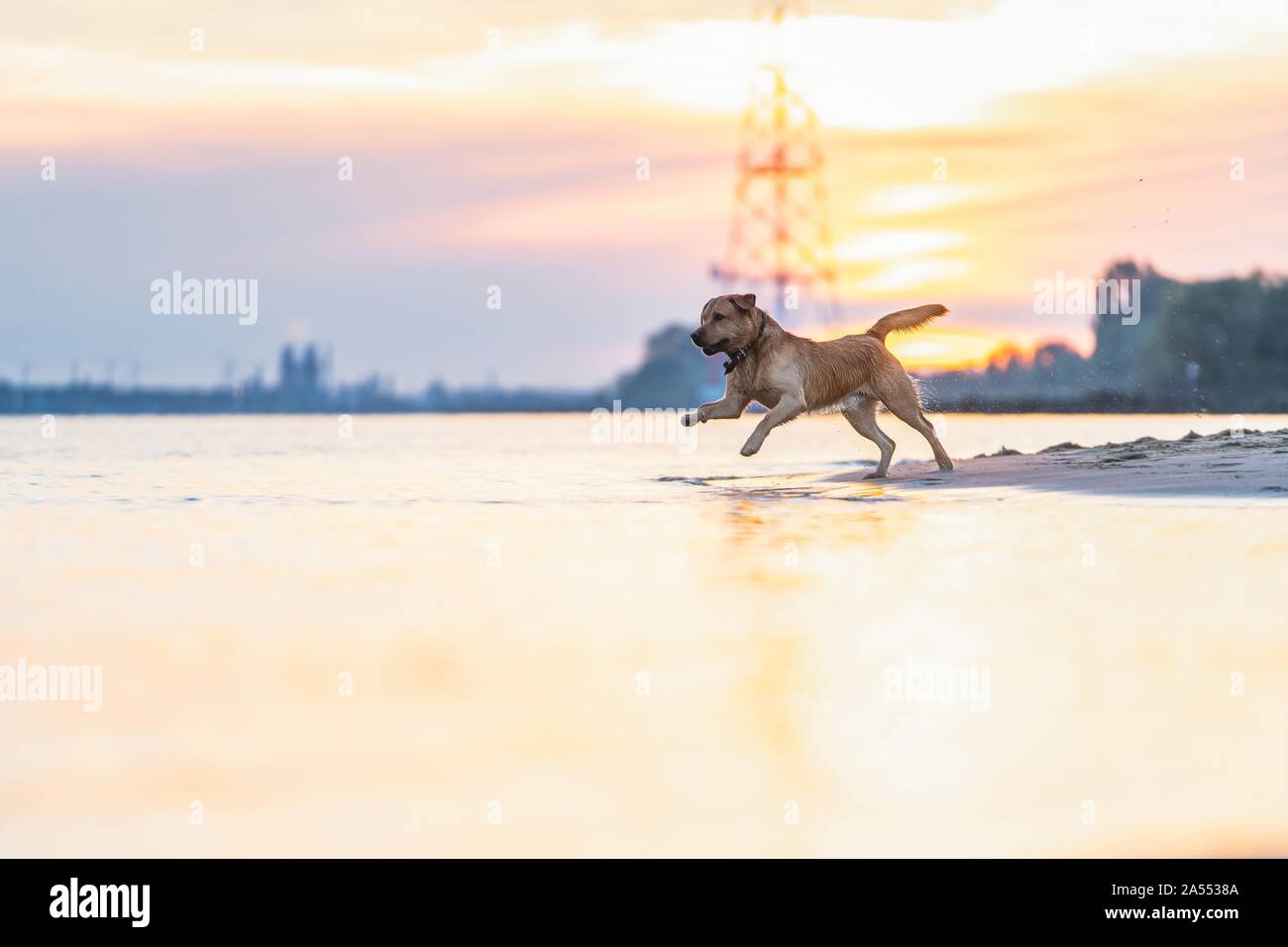 running Labrador Retriever Stock Photo - Alamy