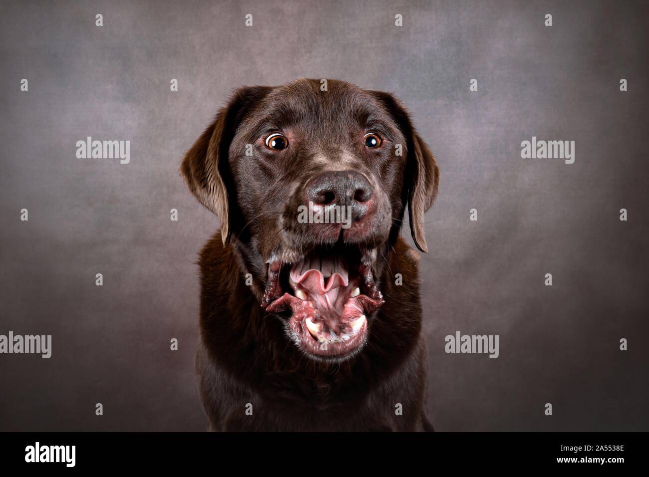 Labrador Retriever portrait Stock Photo - Alamy