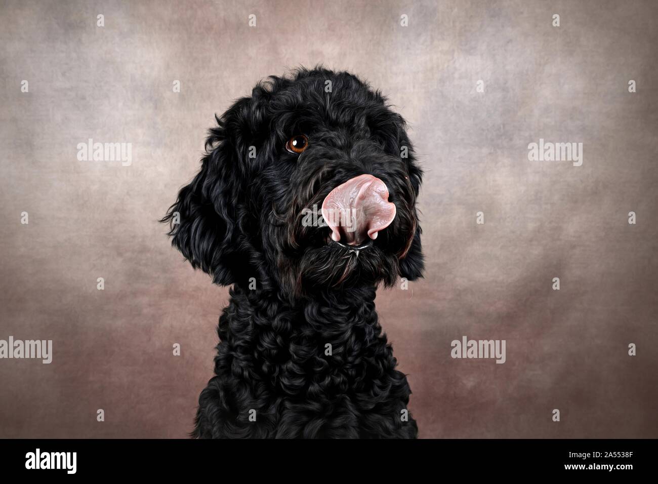 Black labradoodle dog tongue hi-res stock photography and images - Alamy