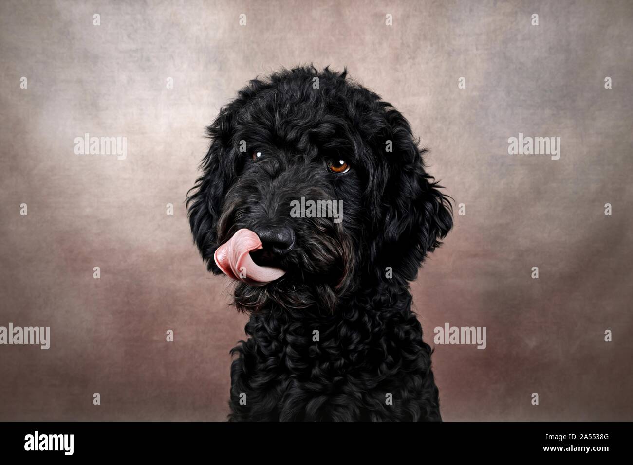Black labradoodle dog tongue hi-res stock photography and images - Alamy