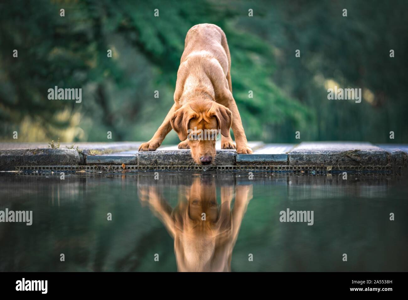 standing Labrador Retriever Stock Photo - Alamy
