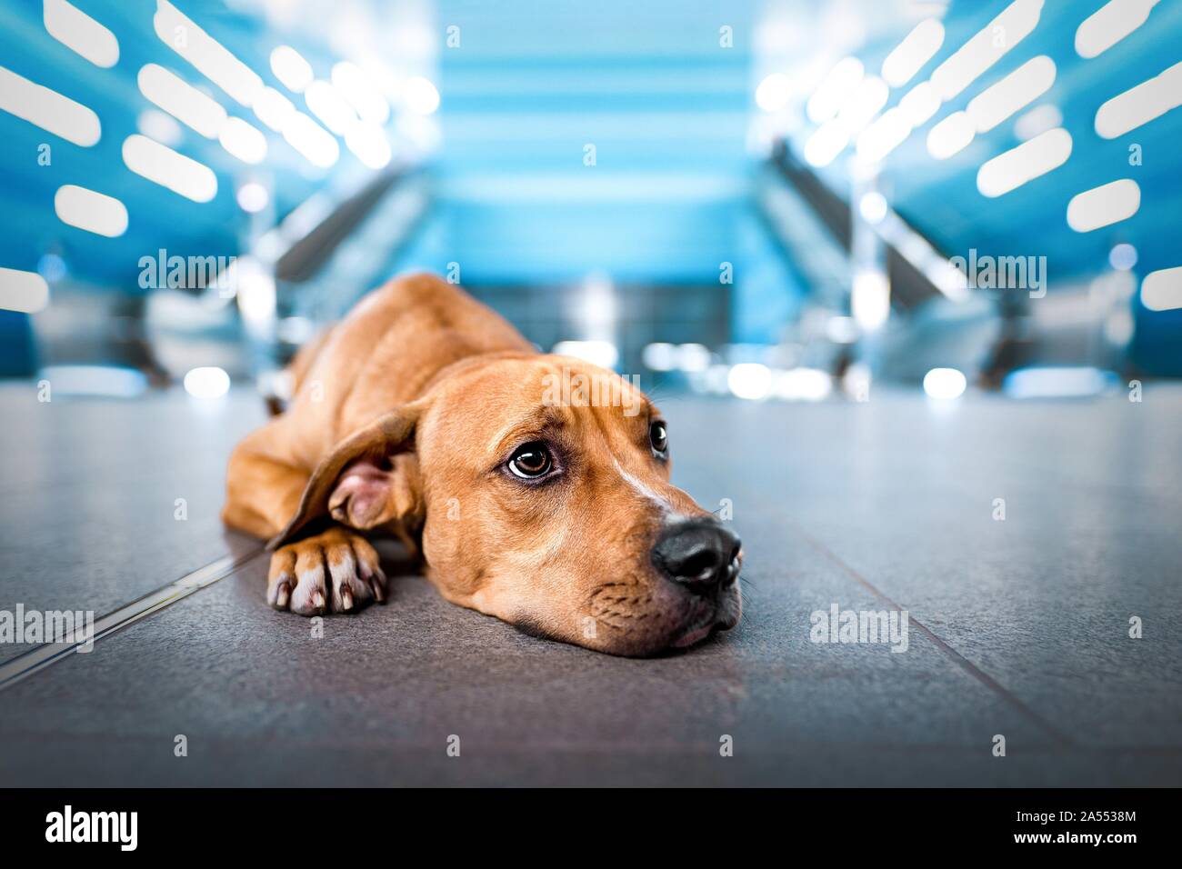 Staffordshire terrier labrador cross hi-res stock photography and ...
