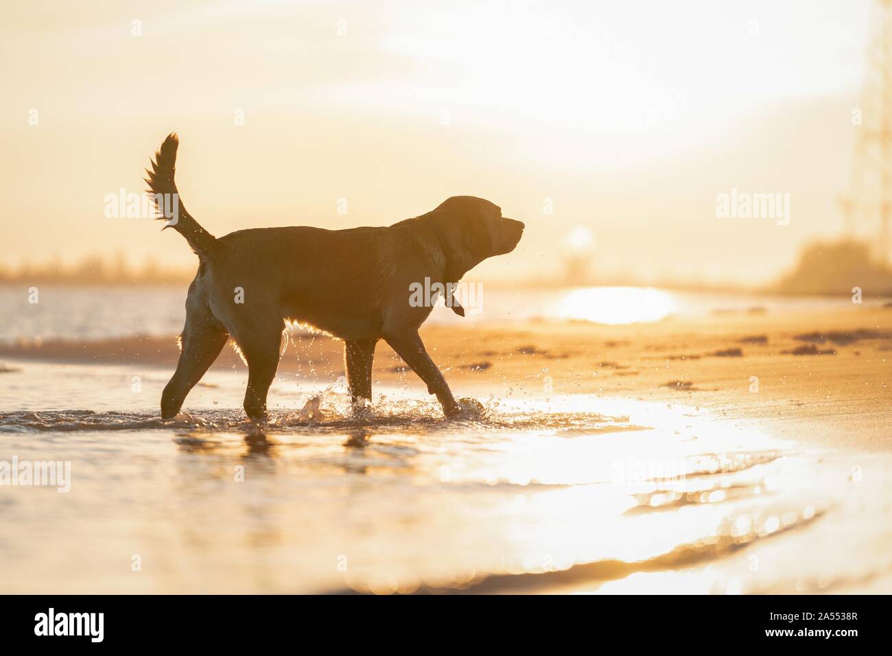 walking Labrador Retriever Stock Photo - Alamy