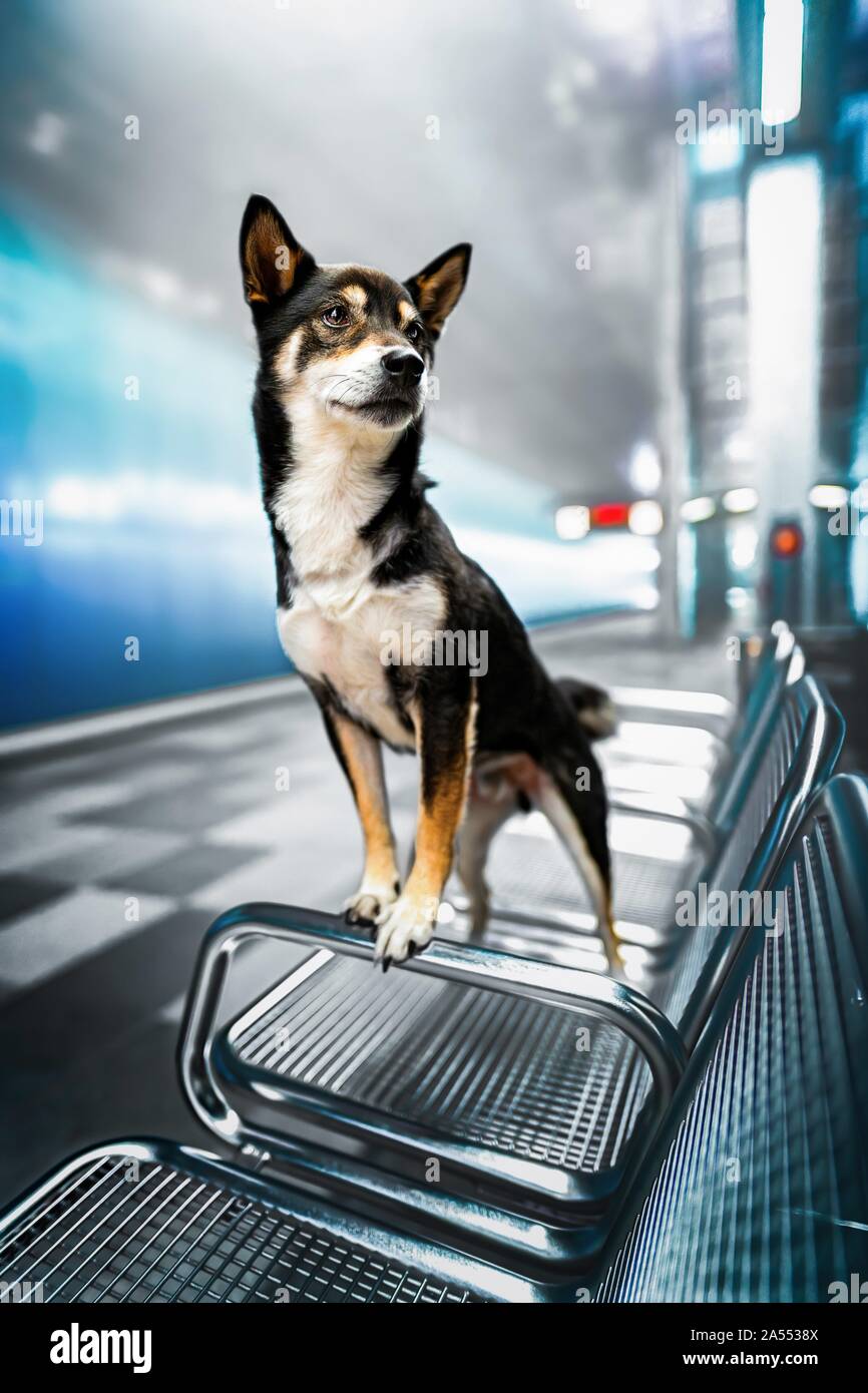 Shiba inu dog stands hi-res stock photography and images - Alamy