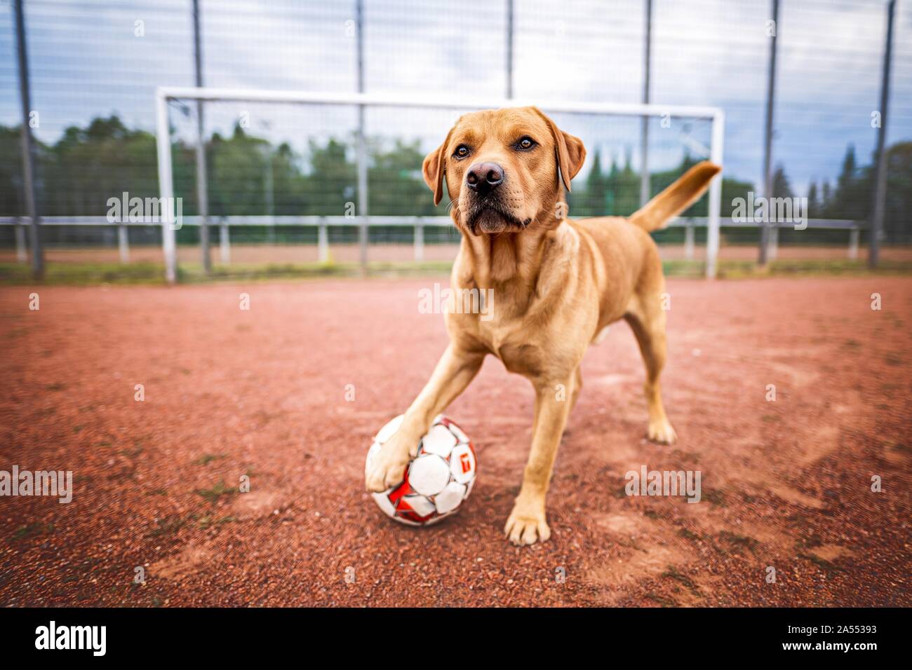 standing Labrador Retriever Stock Photo - Alamy