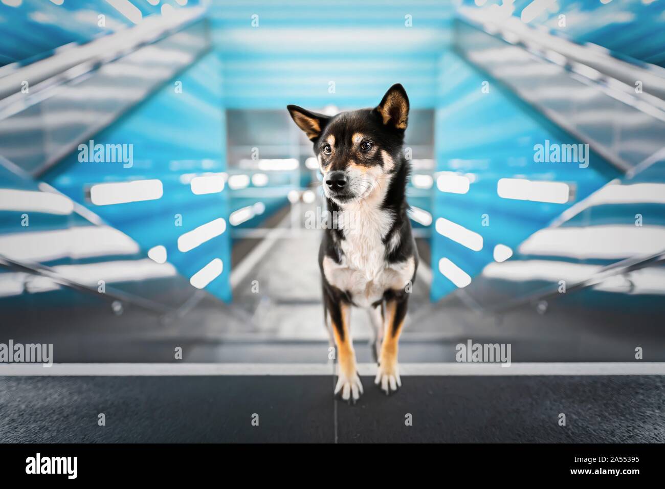 Shiba inu dog stands hi-res stock photography and images - Alamy