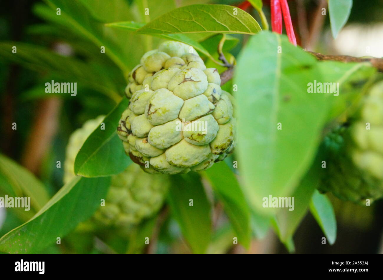Cherimoya fruit grows on fruit trees Stock Photo - Alamy